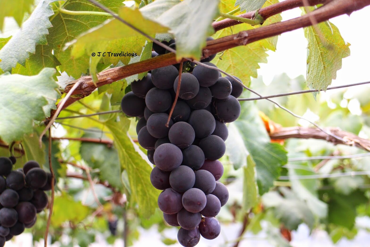 Sweet Corn Specialist at Cameron Highlands, MalaysiaGrape Farm Cameron ...