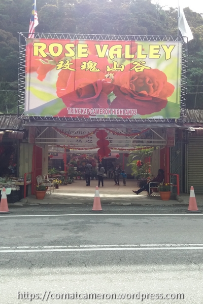 Rose Valley Cameron Highlands - Sweet Corn Specialist at Cameron ...