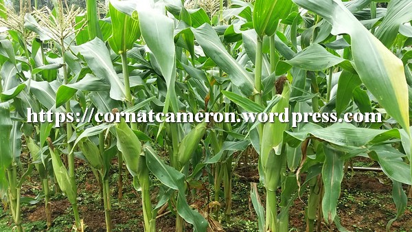 Corn Farm - Sweet Corn Specialist at Cameron Highlands, Malaysia