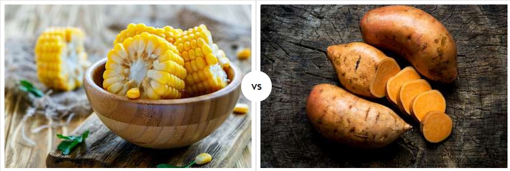 Sweet Corn Specialist at Cameron Highlands, MalaysiaYellow Corn vs ...